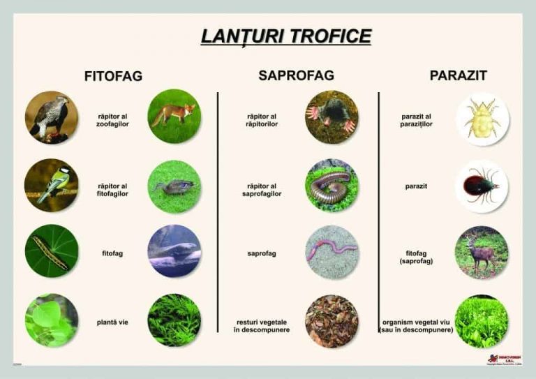 Lanturi trofice • MaterialeDidactice.ro