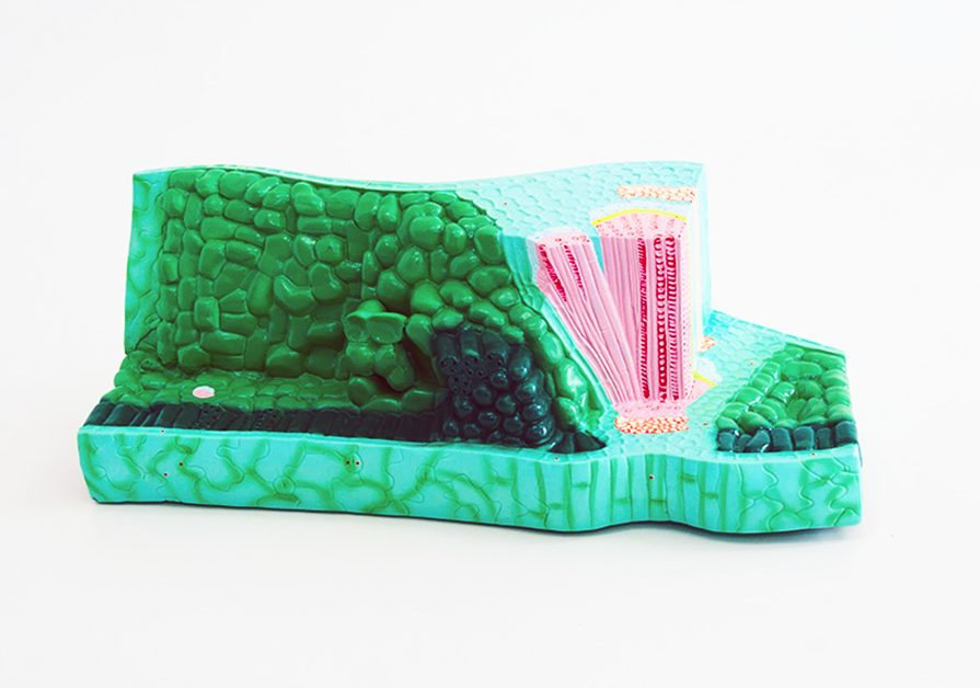 Structura frunzei • MaterialeDidactice.ro