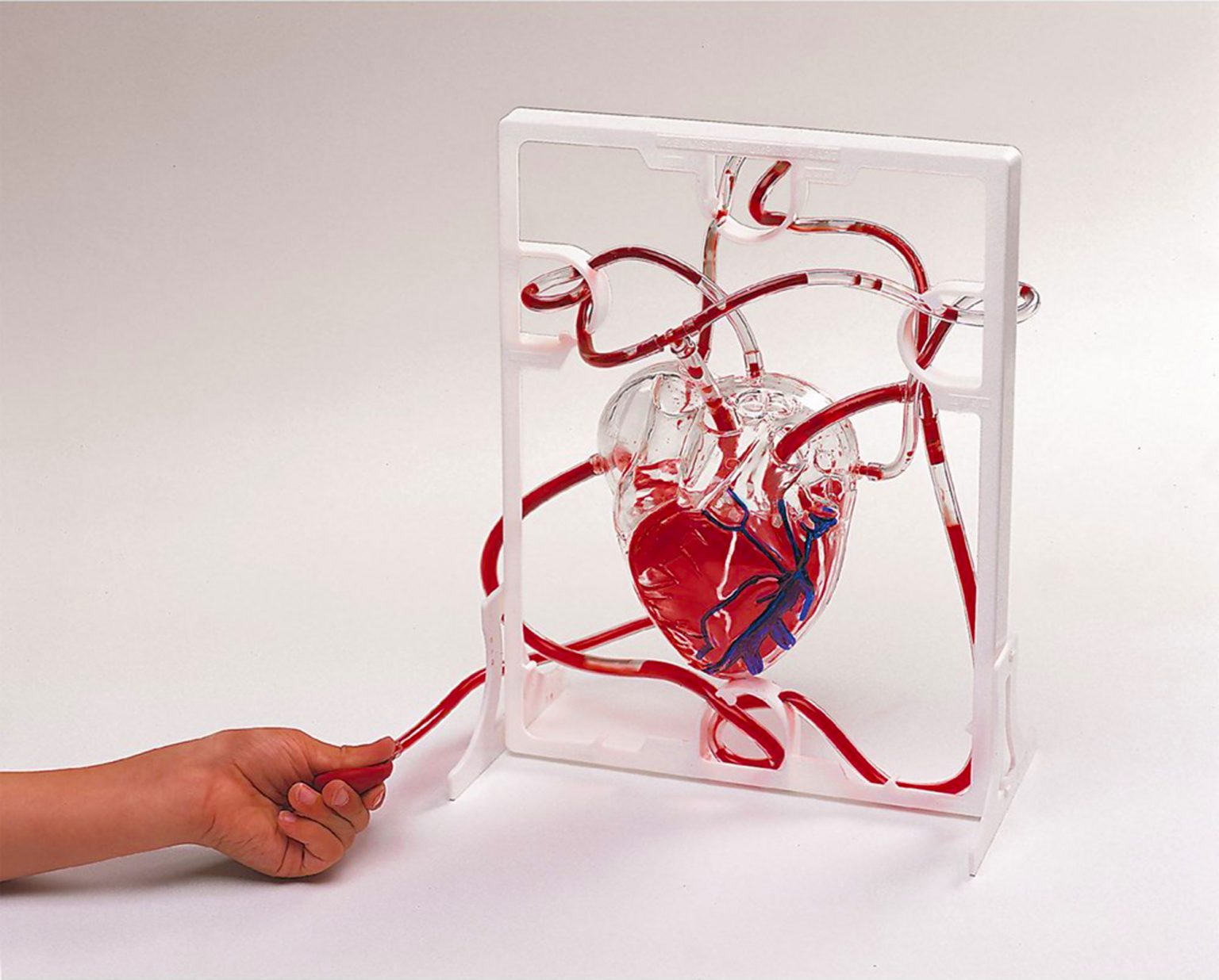 Model inima functionala • MaterialeDidactice.ro