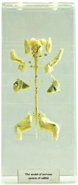 Sistemul nervos la iepure • MaterialeDidactice.ro