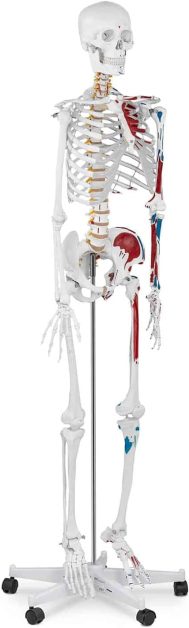 Schelet adult - muschi si ligamente marcate • MaterialeDidactice.ro