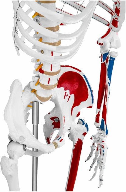 Schelet adult - muschi si ligamente marcate • MaterialeDidactice.ro