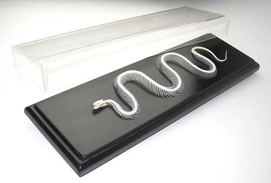 Schelet sarpe • MaterialeDidactice.ro