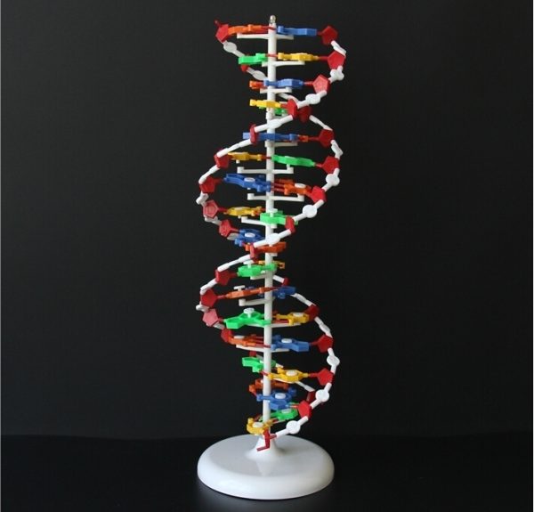 Spirala ADN - model mare • MaterialeDidactice.ro