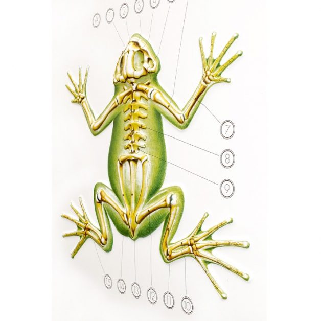 Broasca - plansa in relief • MaterialeDidactice.ro